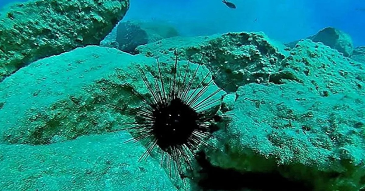 Κατακλύζει τις βραχώδης ακτές της Αργολίδας αχινός από το Σουέζ - e ...